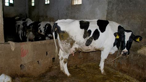 ما حقيقة تهريب الأبقار التونسية نحو الجزائر؟ أخبار الجزيرة نت