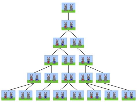 Dãy Fibonacci Trong C Là Gì Những Thông Tin Liên Quan Khác