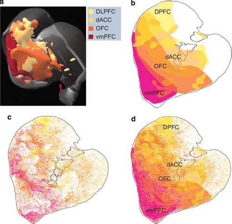 Schematics Showing Convergence Of Cortical Projections From Different