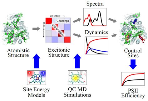 Photosynthesis Simulation