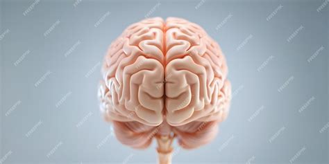 Visualizing The Significance Of The Human Brain Through 3d Rendering