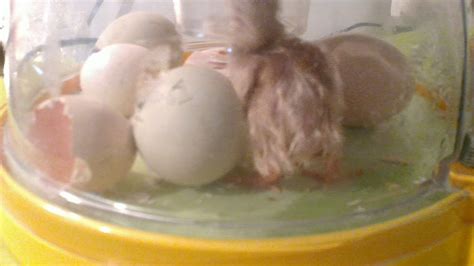 Hatching Part YouTube