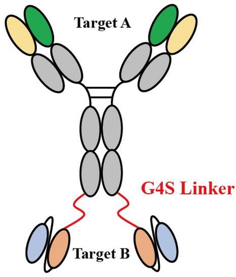 Discovery And Investigation Of The Truncation Of The Ggggs N Linker