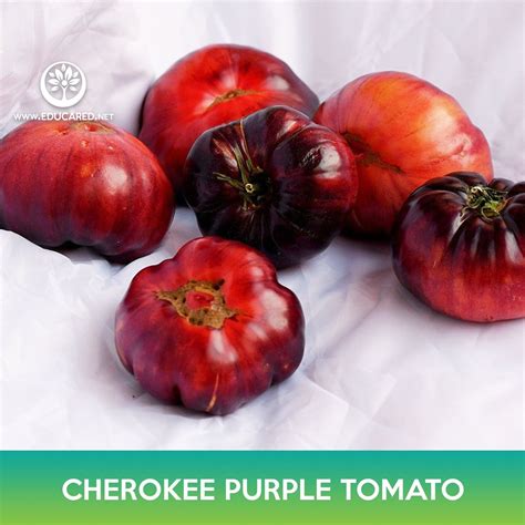 Cherokee Purple Tomato Seeds Educared