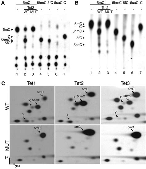 Tet Proteins Can Convert 5 Methylcytosine To 5 Formylcytosine And 5