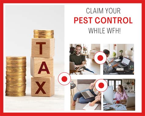 HOW TO IDENTIFY BEDBUGS