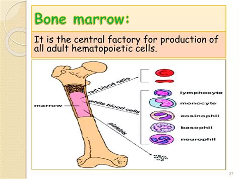 Reticuloendothelial System Pdf Biological Sciences Science