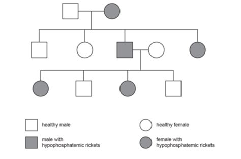 Ocr Biology Patterns Of Inheritance Flashcards Quizlet