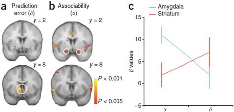 Neural Correlates Of Associability And Prediction Error Term A Bold