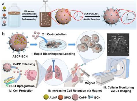 Scheme 1 A Schematic Illustration Of The Synthesis Of Ascp Bcn B
