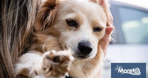 Важна информация за управителите на етажна собственост и собственици на кучета и котки във Варна