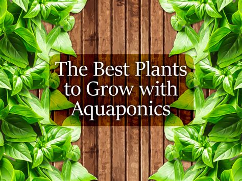 The Best Plants To Grow With Aquaponics Ponicone
