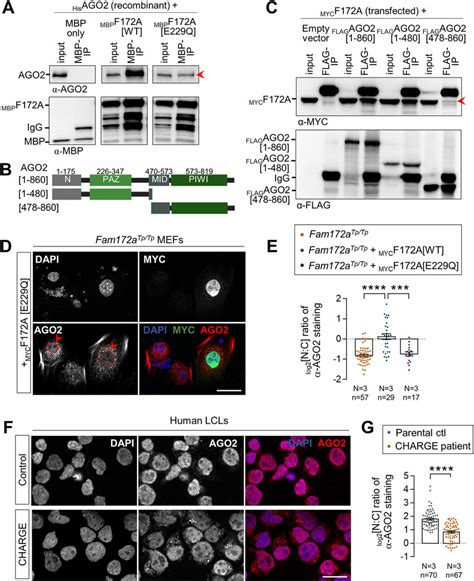 Fam172a Directly Interacts With Ago2 A In Vitro Co Ip Of Recombinant