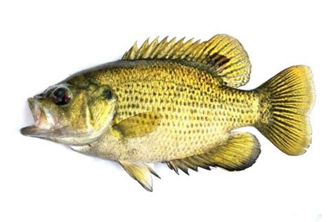 Rock Bass Vs Crappie Whats The Difference Lets Compare