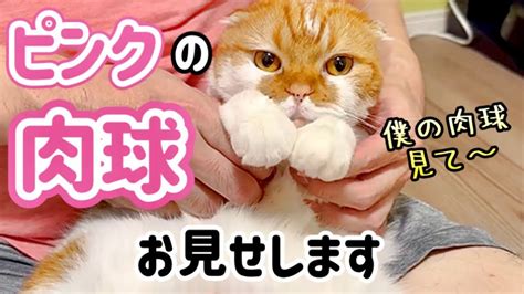 猫の足の毛剃ったら恍惚ネコになったwむぎVer YouTube