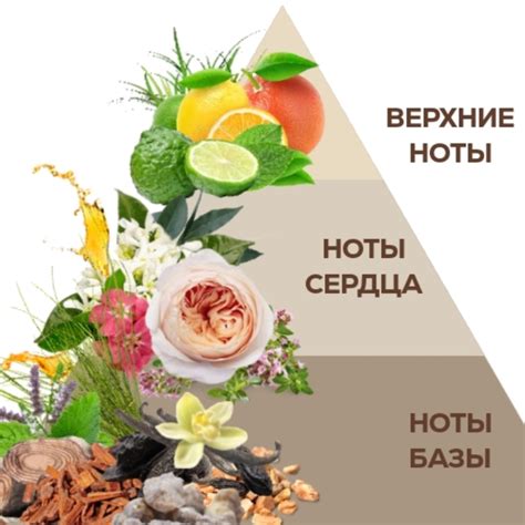 Составление аромакомпозиций — «Арнебия»