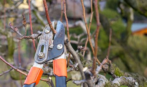 Mastering Plum Tree Pruning Tips For A Bountiful Harvest Home Garden