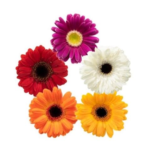 Mini Gebera Assorted 120 Stem Buy Wholesale Flowers Jr Roses