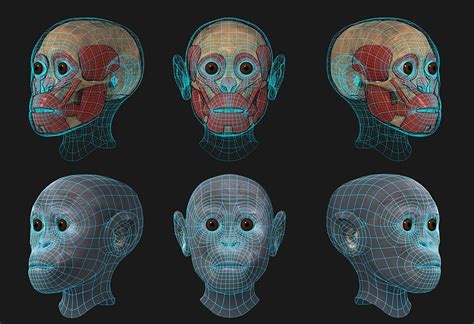 Ator Taung Project 3d Forensic Facial Reconstruction Forensics Forensic Facial