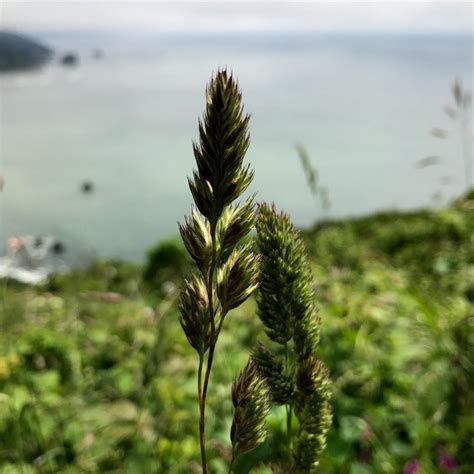 depth of field dof plant free photos on