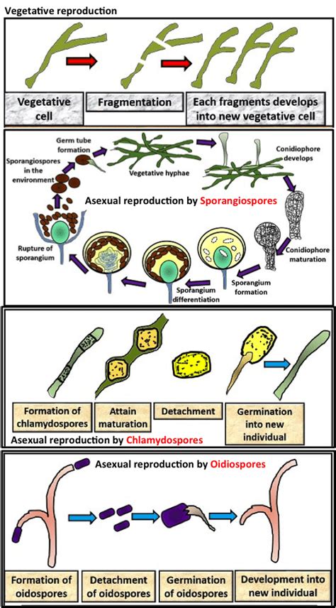 Asexual Fragmentation Diagram