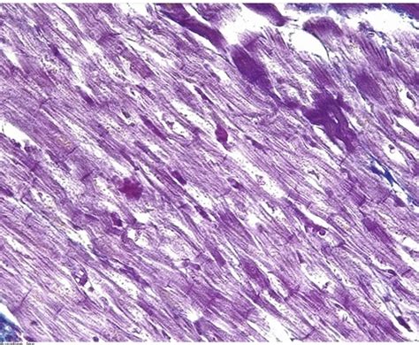 Lab Quiz Flashcards Quizlet