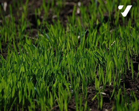 VIT-grass | VITOGRAM | Витграсс 2024 | ВКонтакте