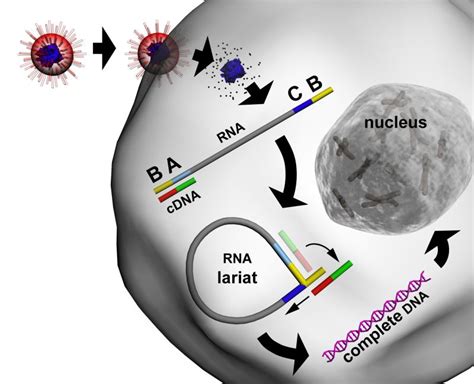 Rna Lariat May Tie Up Loose Ends To Decades Old Mystery Of Retrovirus