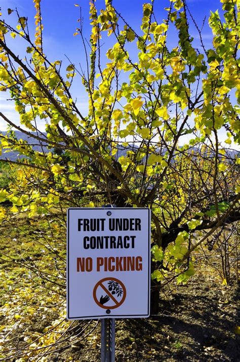 Signage At An Orchard On Prohibiting Fruit Picking Stock Image Image