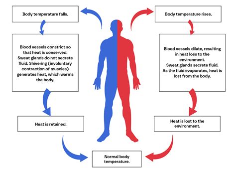 Body Thermoregulation In Sports Optimal Control Sixs News