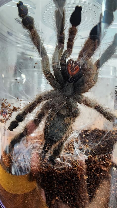 H Mac Sexing R Tarantulas