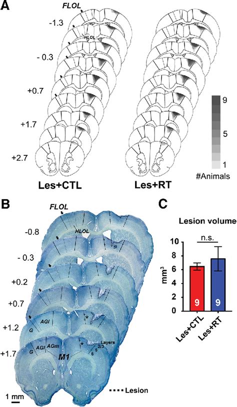 Axodendritic Synapse Semantic Scholar