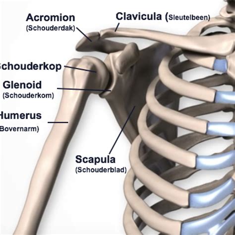 Artrose Van De Schouder Slijtage St Antonius Ziekenhuis