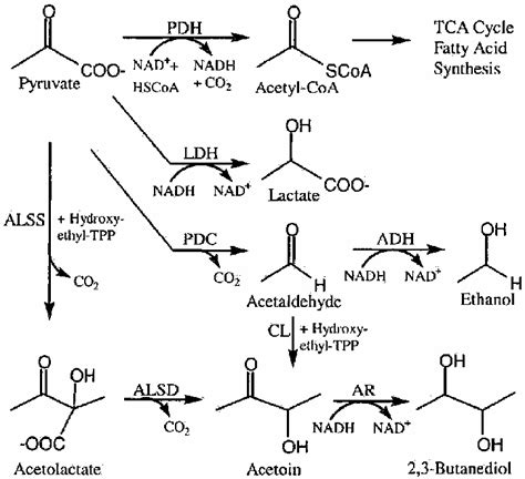 Proposed Pathways For Anaerobic Fermentation In Bacillus Subtilis Download Scientific Diagram