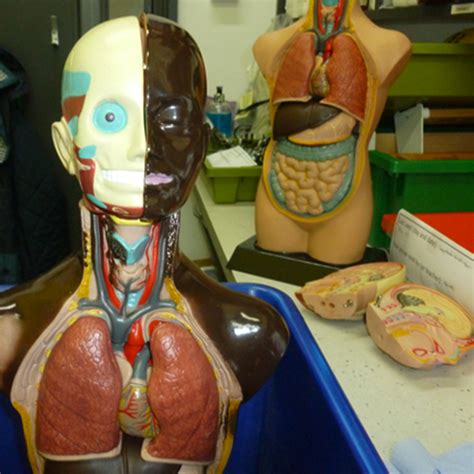 Bringing Life Back To A Science Demonstration Dummy First 4 Magnets Us