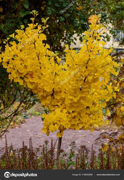 Tree Ginkgo Biloba Autumn Garden Relict Ginkgo Biloba Tree Garden Stock