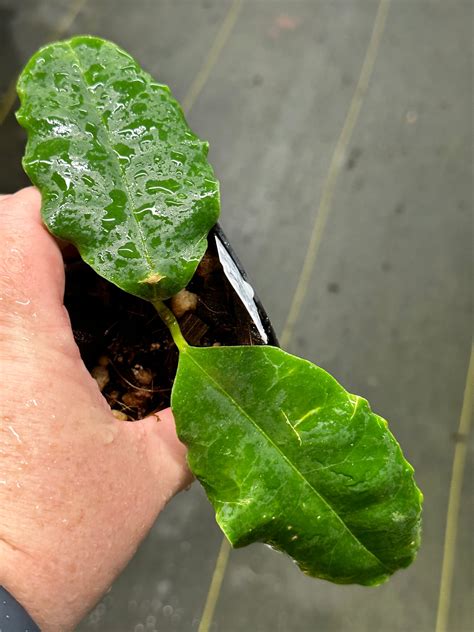 Hoya Nuttiana Nest Tropicals