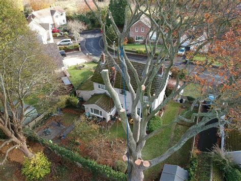 It S Autumn What Happens To Trees At This Time Of Year