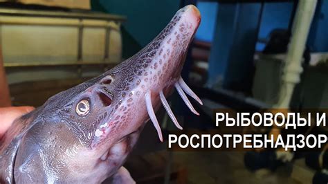 Рыбоводы и Роспотребнадзор Акваферма Живой осетр Youtube