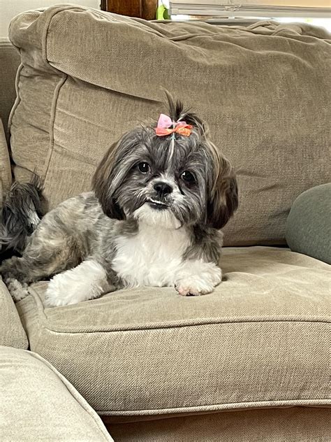 Already Have A 15 Yr Male Shih Tzu What Sex Should New Puppy Be Male