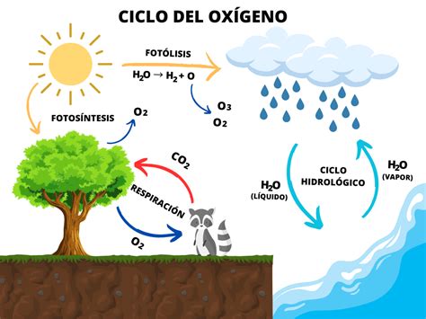 Ciclo Del Oxigeno Caracteristicas Etapas Importancia Images Sexiezpix