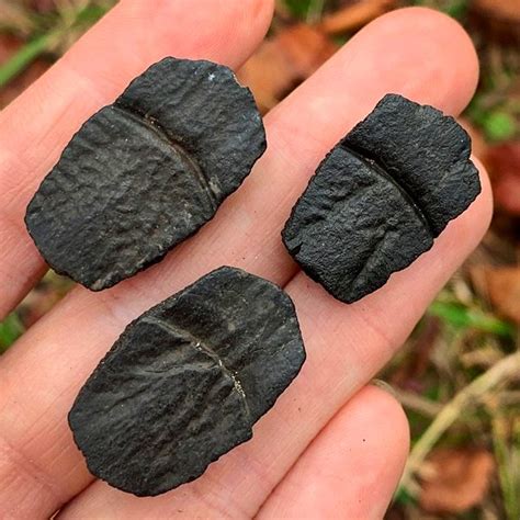 Fossil Turtle Shell Group Deal Pleistocene Of Florida Paleocris