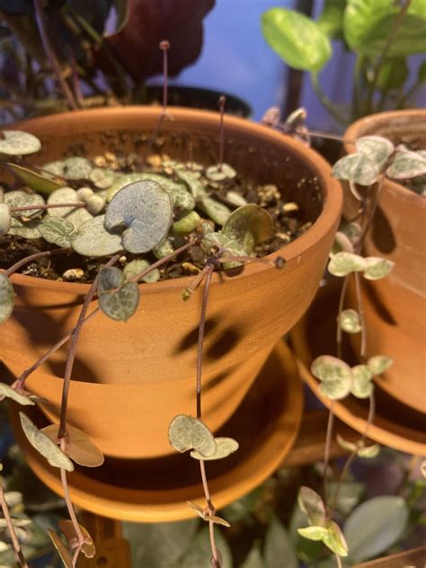 Keiki Paste On Nodes Causes Plant To Send Out New Growth That Is Noticeably Thicker Than Normal