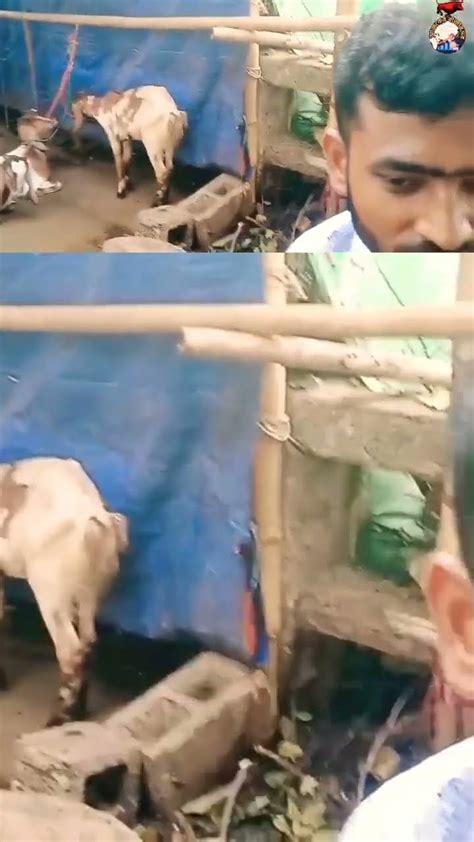 পোস্তারপাড় ছাগলের বাজার। Cattlemarket Shahiwalcow মাংসের গরু Youtube