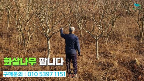 신바람 플랜트 협력농가 판매상품 나무장터com 화살나무 팝니다 Youtube