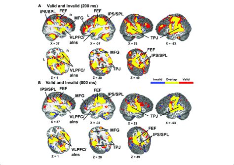 Results From Post Hoc T Tests Comparing Activation During Both Valid