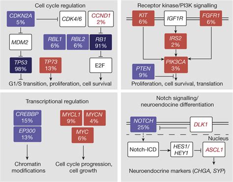 Signalling Pathways Recurrently Affected In Sclc Red And Blue Boxes