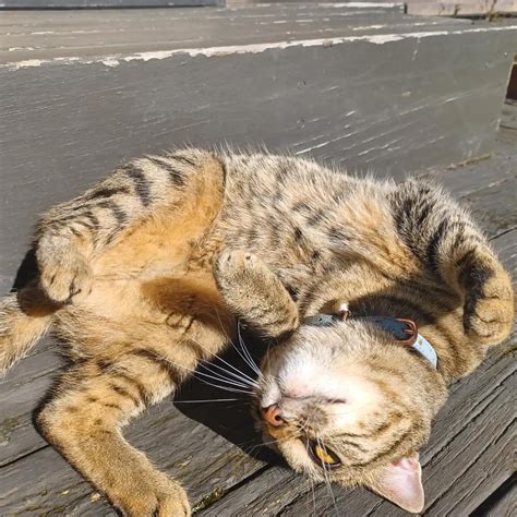 Meet Cursor 🥰 Shes Still A Kitten R Cats