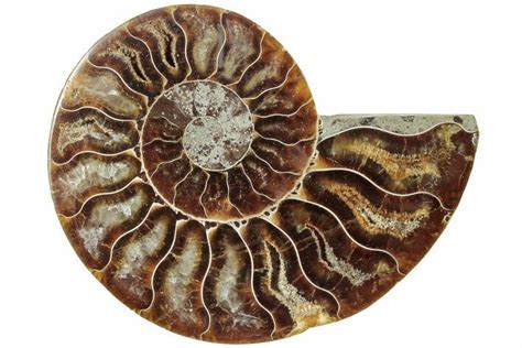 3 1 Cut And Polished Ammonite Fossil Half Madagascar 233568 For Sale