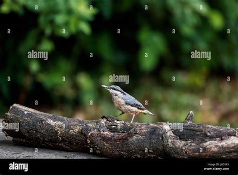 Small Immature Young Fledgling Eurasian Nuthatch Sitta Europaea Perching On A Log In Summer